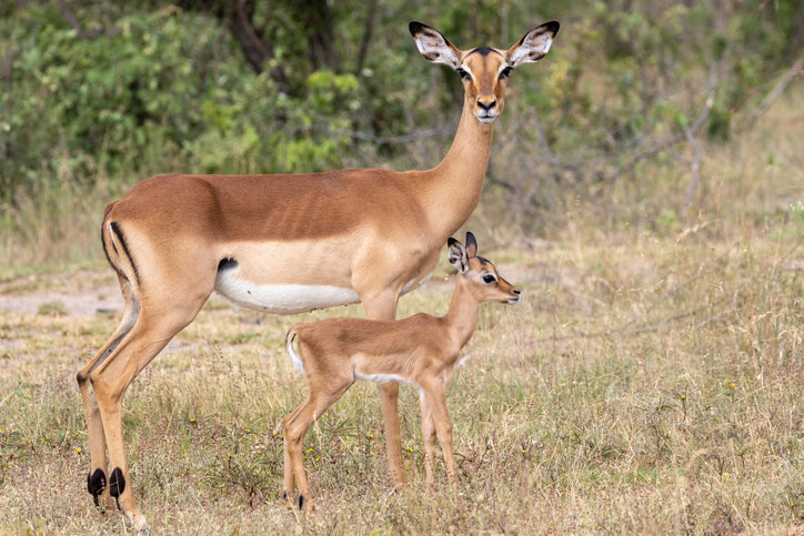 Impala – ColourinSA
